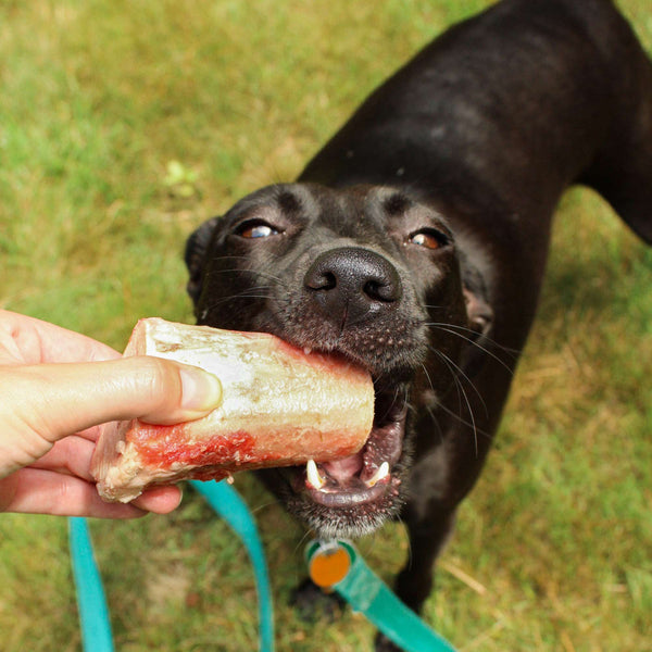 Oma's Pride Beef Bone Marrow Bone Dog Chews - Fresh Fur Pets Online